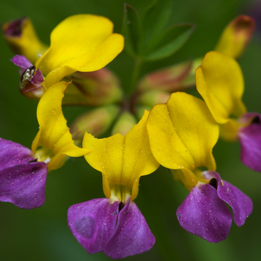 Harlequin Deer-Vetch (Hosackia Gracilis) Plant Care & How to Grow, Water