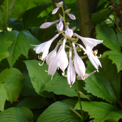 Ilwol Hosta (Hosta Capitata) Plant Care & How to Grow, Water