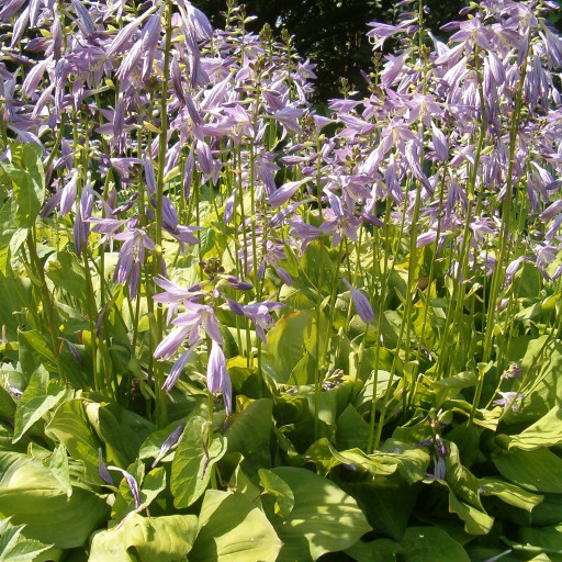 Hosta Patriot (Hosta Fortunei) Plant Care & How to Grow, Water