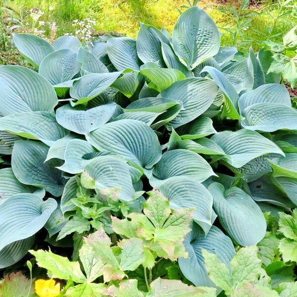 Hosta Kikutii Plant Care & How to Grow, Water