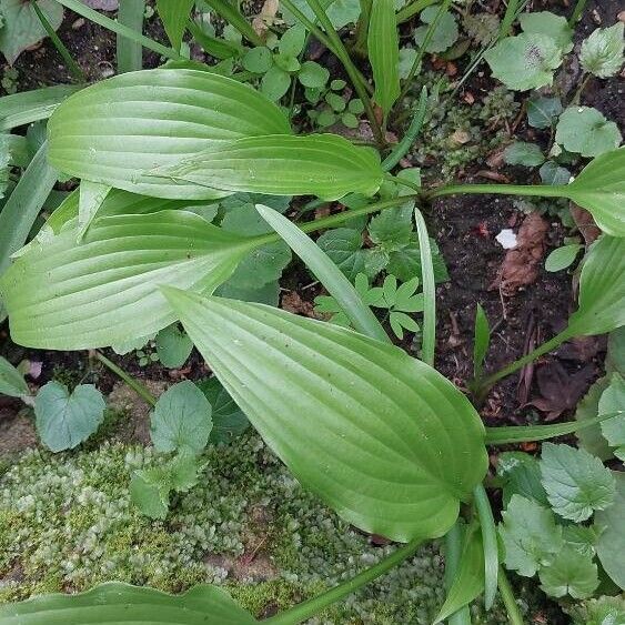 Kiyosumi Mountain Hosta (Hosta Kiyosumiensis) Plant Care & How to Grow ...