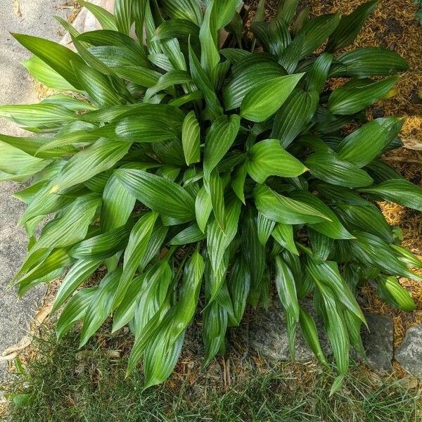Narrow Leaved Hosta (Hosta Lancifolia) Plant Care & How to Grow, Water