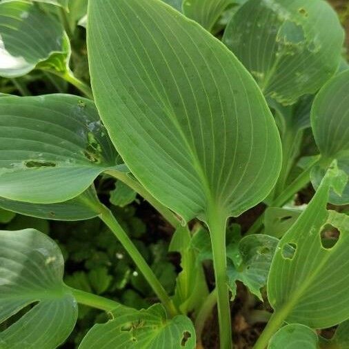 Rock Hosta (Hosta Longipes) Plant Care & How to Grow, Water