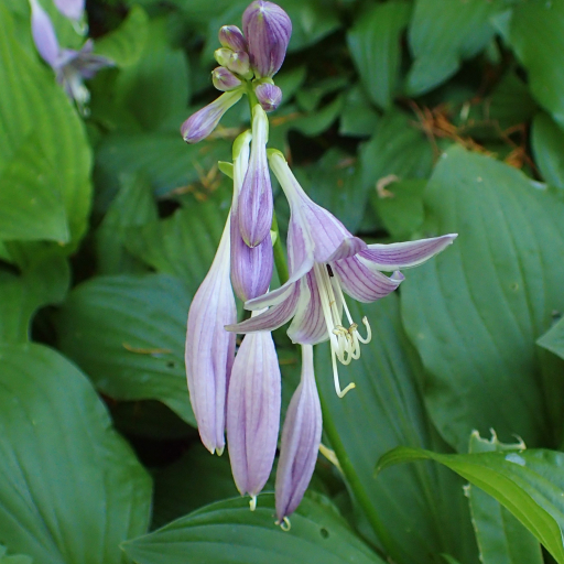 Funkia (Hosta Sieboldii) Plant Care & How to Grow, Water