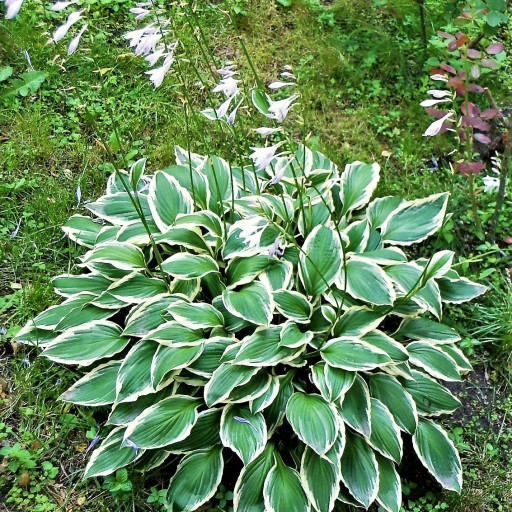 ain Lilies 'Undulata' (Hosta Undulata) Plant Care & How to Grow, Water