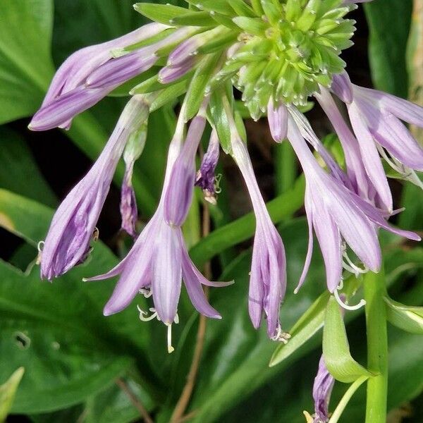 Heuksando Hosta (Hosta Yingeri) Care Guide: Water, Soil & Propagation ...