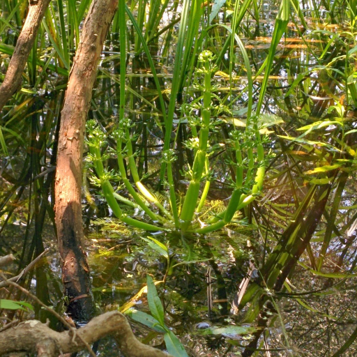 American Featherfoil (Hottonia Inflata) Plant Care & How to Grow, Water