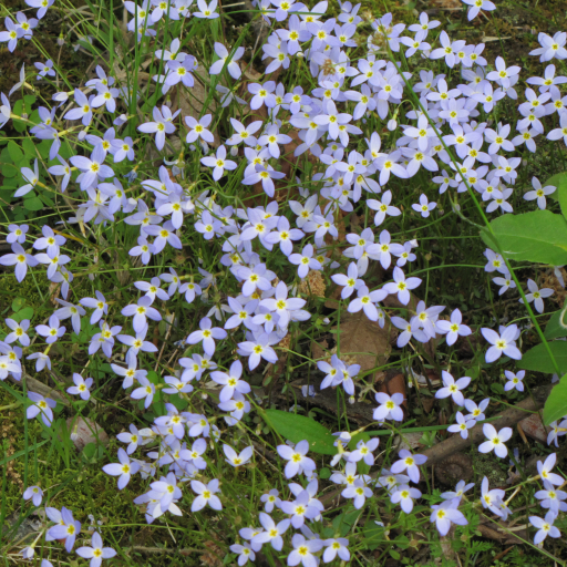 Azure Bluet (Houstonia Caerulea) Plant Care & How to Grow, Water