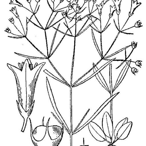 Longleaf Summer Bluet (Houstonia Longifolia) Plant Care & How to Grow ...