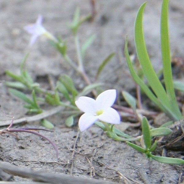 Rose Bluet (Houstonia Rosea) Plant Care & How to Grow, Water