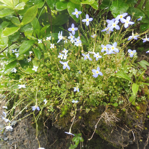 Thyme-Leaf Bluet (Houstonia Serpyllifolia) Plant Care & How to Grow, Water