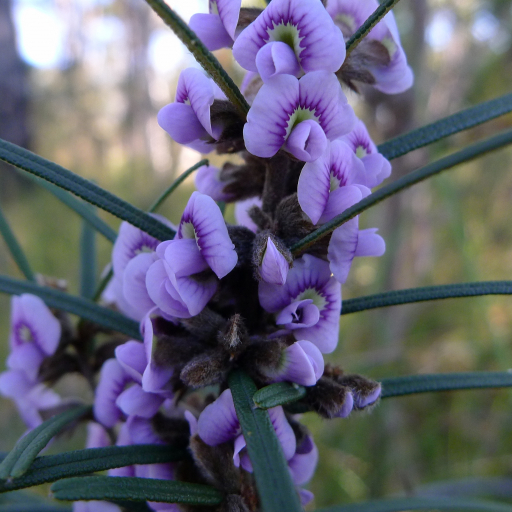 Bird's Eye (Hovea Linearis) Plant Care & How to Grow, Water