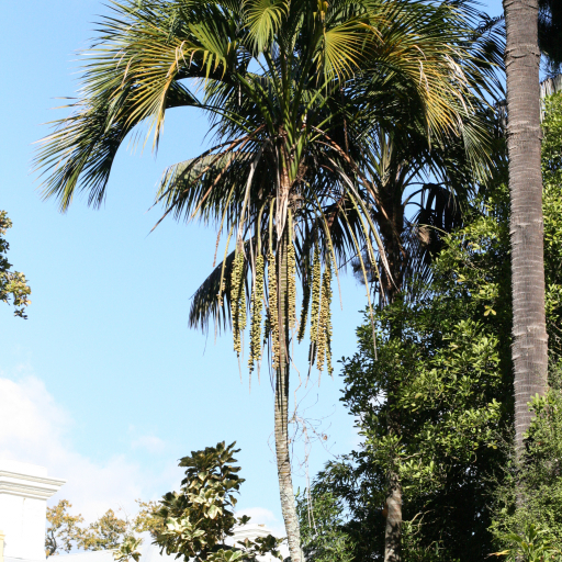 Belmore Palm (Howea Belmoreana) Plant Care & How to Grow, Water