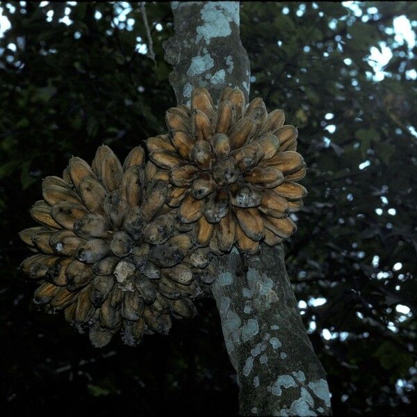 Hoya Bandaensis Plant Care & How to Grow, Water