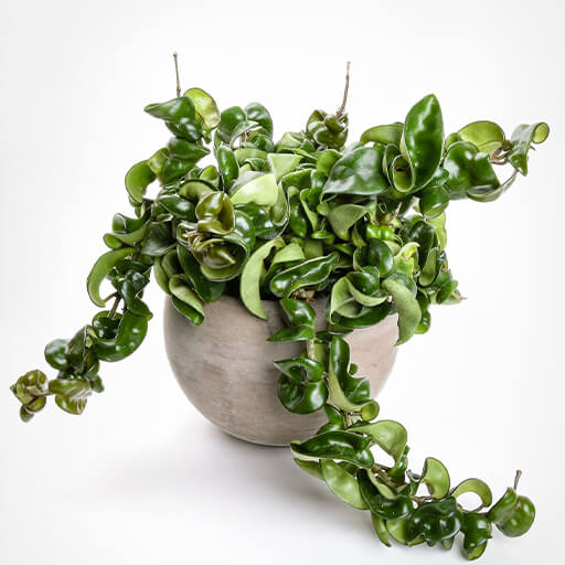 Hoya Carnosa Compacta Plant Care & How to Grow, Water