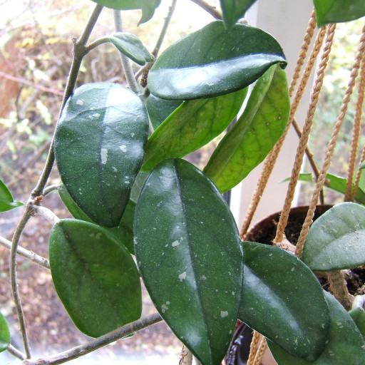 Porcelainflower (Hoya Carnosa) Plant Care & How to Grow, Water