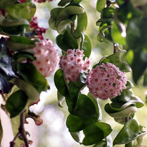 Hindu Rope (Hoya Compacta) Plant Care & How to Grow, Water