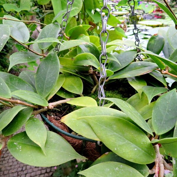 Hoya Coriacea Plant Care & How to Grow, Water