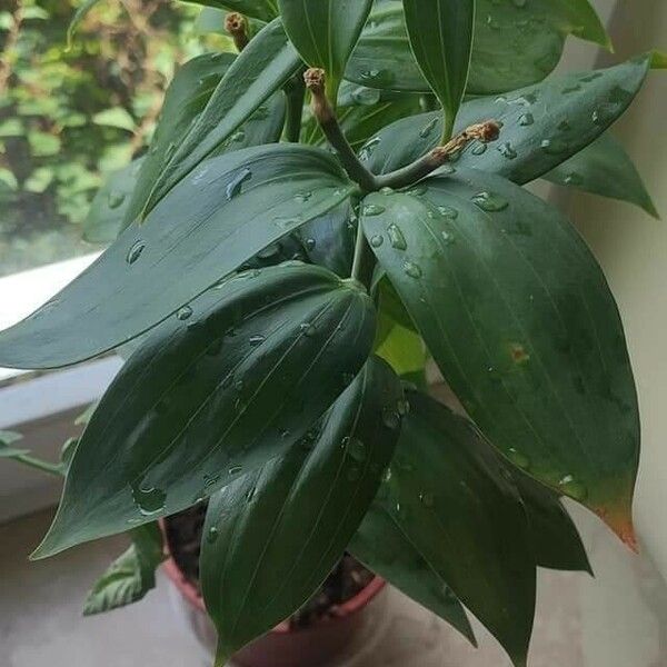 Hoya Fusca Plant Care & How to Grow, Water