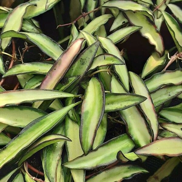 Bamboo Wax (Hoya Kentiana) Plant Care & How to Grow, Water