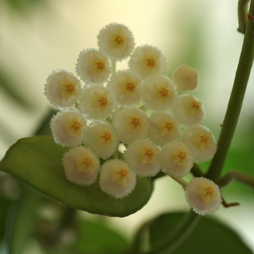 Furrowed Hoya (Hoya Lacunosa) Plant Care & How to Grow, Water