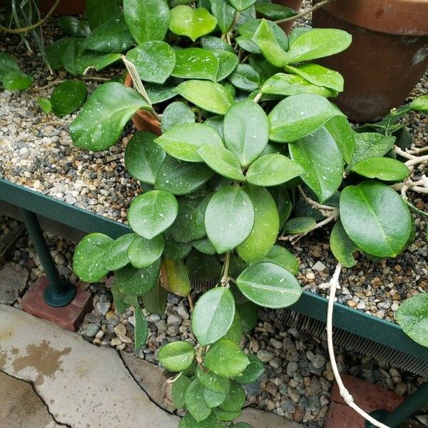 Hoya Latifolia Plant Care & How to Grow, Water