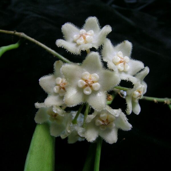 String-Bean- (Hoya Longifolia) Plant Care & How to Grow, Water