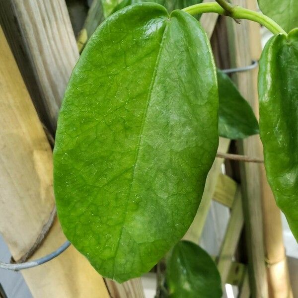 Waxflower (Hoya Macgillivrayi) Plant Care & How to Grow, Water