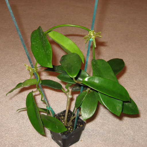 Hoya Meliflua Plant Care & How to Grow, Water