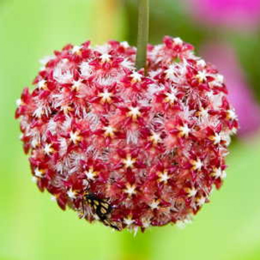 Hoya Mindorensis Plant Care & How to Grow, Water