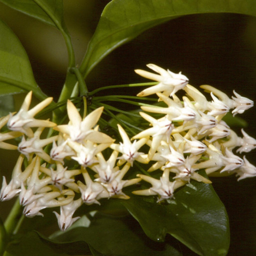 Shooting-Star Hoya (Hoya Multiflora) Plant Care & How to Grow, Water