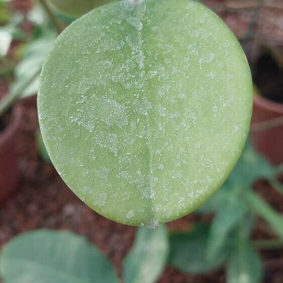 Hoya Ovalifolia Plant Care & How to Grow, Water