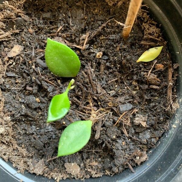 Wax (Hoya Picta) Plant Care & How to Grow, Water