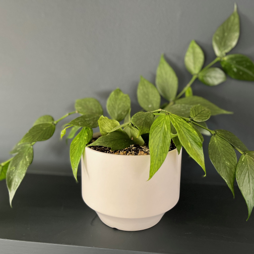 Fishtail Hoya (Hoya Polyneura) Plant Care & How to Grow, Water