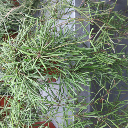 Silky Oak (Grevillea Robusta) Plant Care & How to Grow, Water