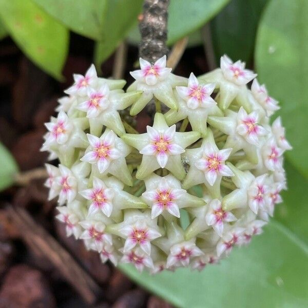 Ridley's Hoya (Hoya Verticillata) Plant Care & How to Grow, Water
