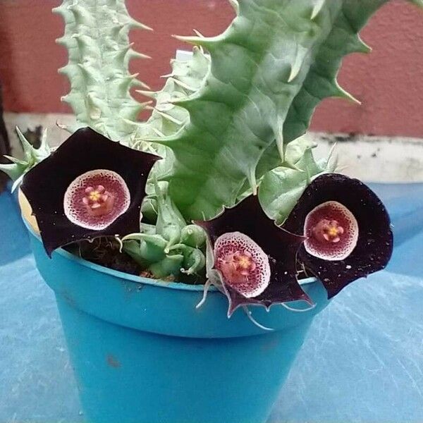 Huernia Oculata Plant Care & How to Grow, Water