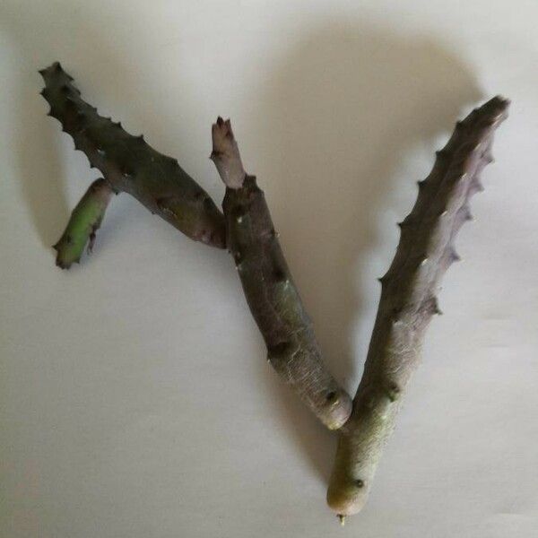 Huernia Pendula Plant Care & How to Grow, Water