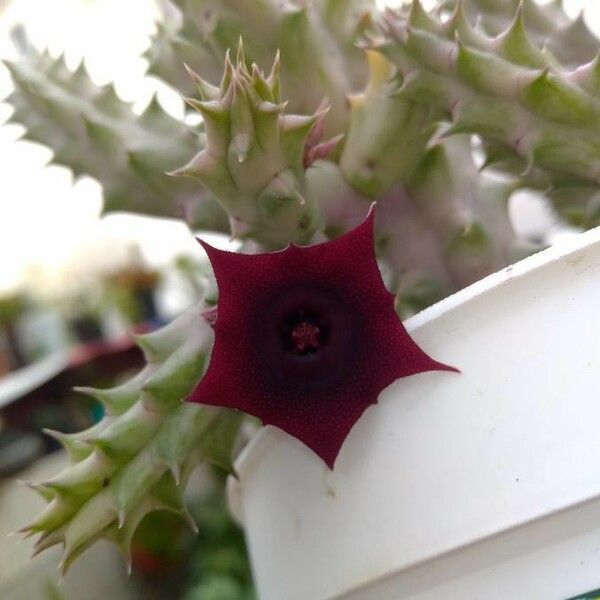Huernia Piersii Plant Care & How to Grow, Water