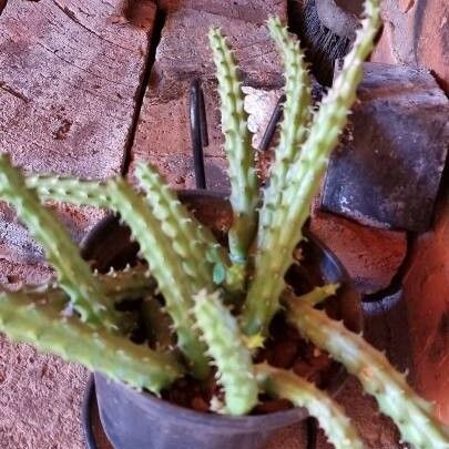 Silver Vine (Actinidia Polygama) Plant Care & How to Grow, Water