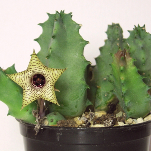 Huernia Thuretii Plant Care & How to Grow, Water