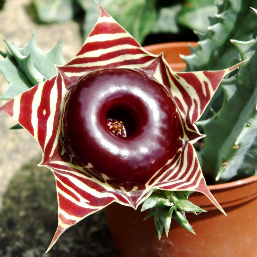 Lifesaver (Huernia Zebrina) Plant Care & How to Grow, Water