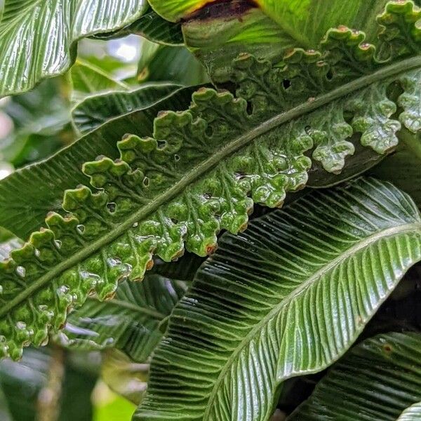 Button Fern (Humata Heterophylla) Plant Care & How to Grow, Water