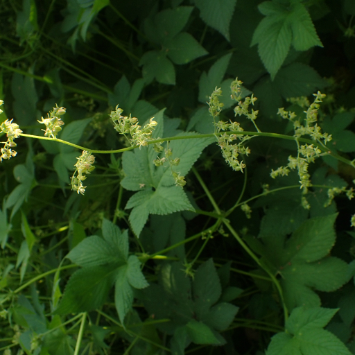 Japanese Hop (Humulus Japonicus) Plant Care & How to Grow, Water