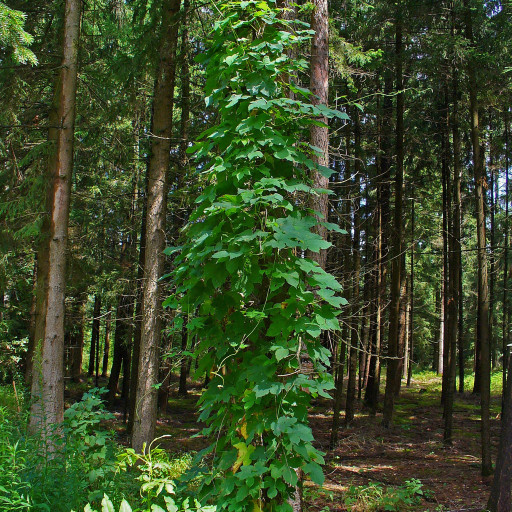 Hops (Humulus Lupulus) Plant Care & How to Grow, Water