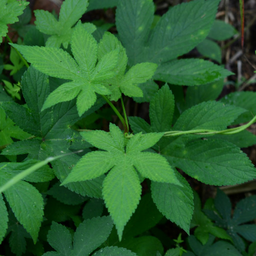 Japanese Hops (Humulus Scandens) Plant Care & How to Grow, Water