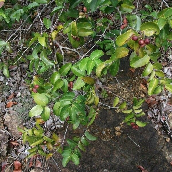 Hunga Cordata Plant Care & How to Grow, Water