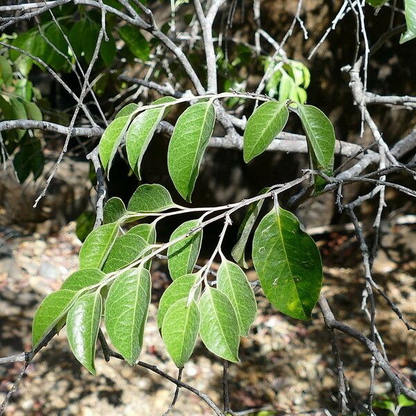 Hunga Rhamnoides Plant Care & How to Grow, Water