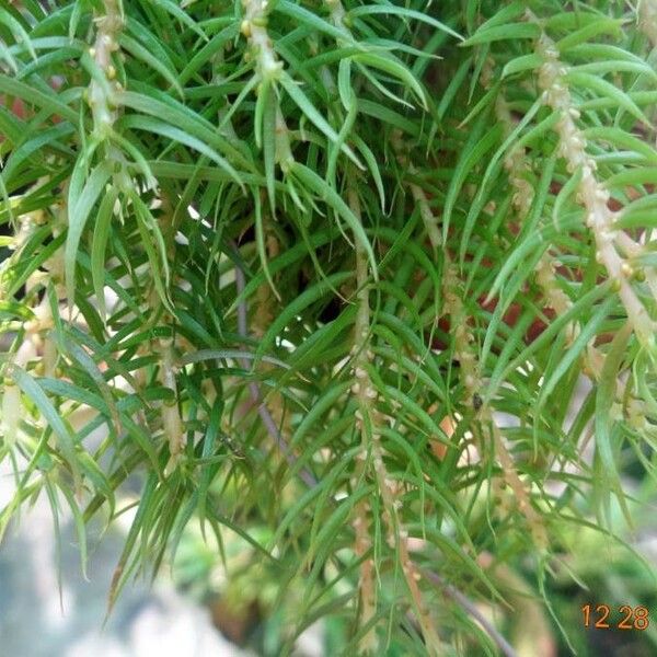 Needleleaf Clubmoss (Huperzia Linifolia) Plant Care & How to Grow, Water