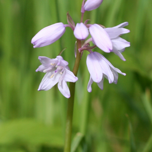 Spanish Bluebell (Hyacinthoides Hispanica) Plant Care & How to Grow, Water